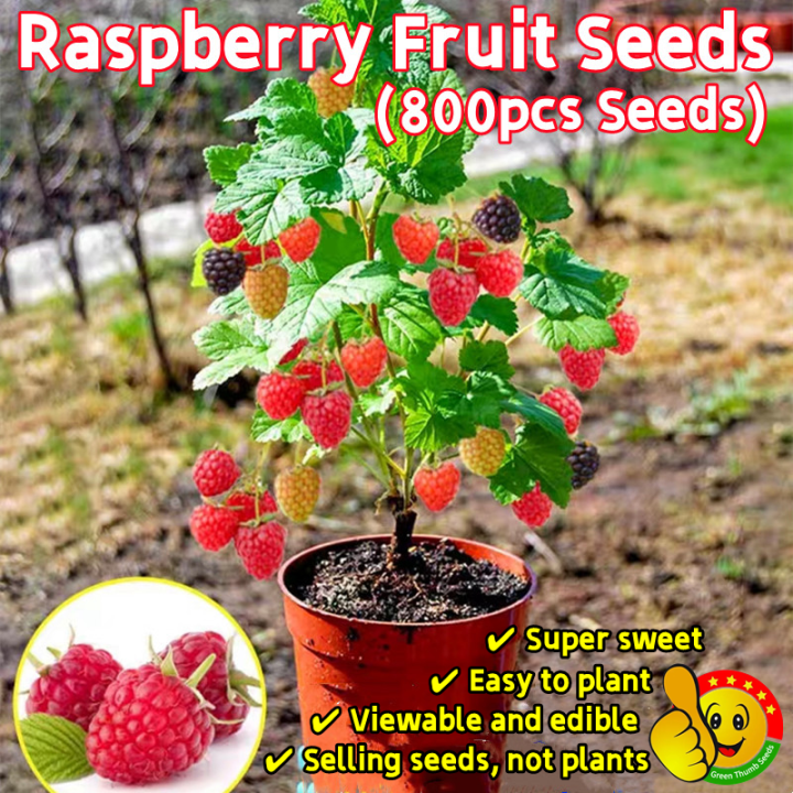 100% Original Sweet Raspberry Fruit Seeds for Sale (Fresh 800pcs Seeds ...