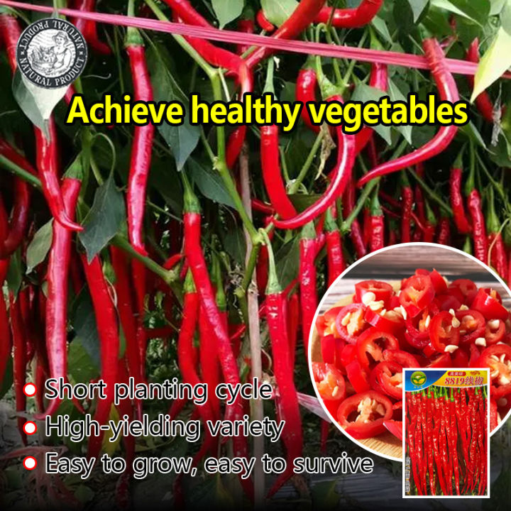 ปลูกง่าย (300เมล็ด/ซอง) Jolong long pepper seeds เมล็ดพริกโจลอง พริกยาว ...