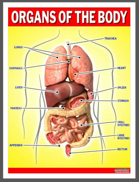 EDUCATIONAL POSTER TARPAULIN FOR KIDS ORGANS OF THE BODY 45X60CM ... EDUCATIONAL POSTER TARPAULIN FOR KIDS ORGANS OF THE BODY 45X60CM ...