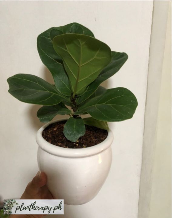 Fiddle Leaf Fig Tree Bambino - Free pot and white pebbles | Lazada PH