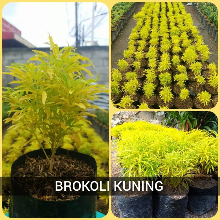 Brokoli Kuning Tanaman Hias Akasia Kuning Tanaman Hias Brokoli Kuning ...