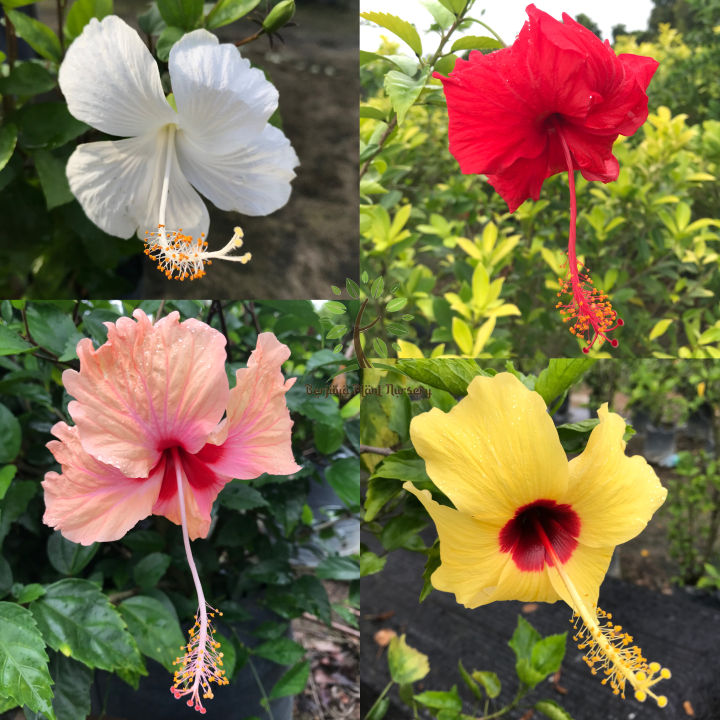 Berjaya Plant Nursery - Bunga Raya(Pokok bunga hidup) | Lazada