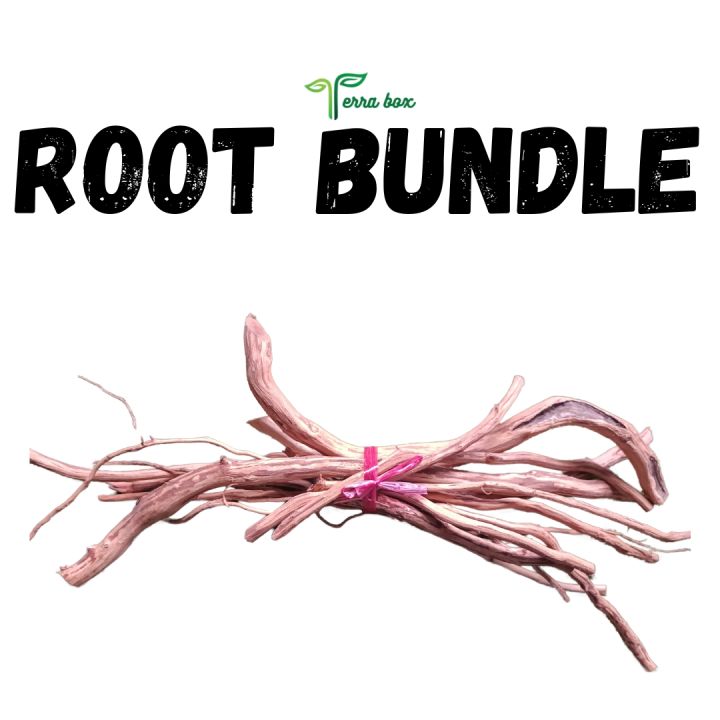 ROOT BUNDLE FOR AQUASCAPING AND TERRARIUM DETAILS (MAX 12") | Lazada PH