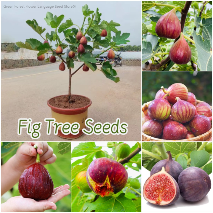 [100% Original Seed] Potted Fig Tree Plant Seed Fruit Seeds for ...