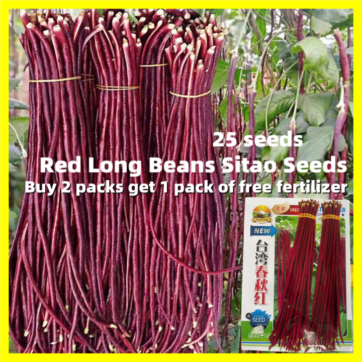 Red Long Beans Sitao Seeds - High Yield 25 Seeds Red Long Beans Seeds ...