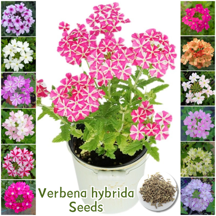 [100% Original Seed] Fresh Verbena hybrida Seeds for Planting (Mixed ...