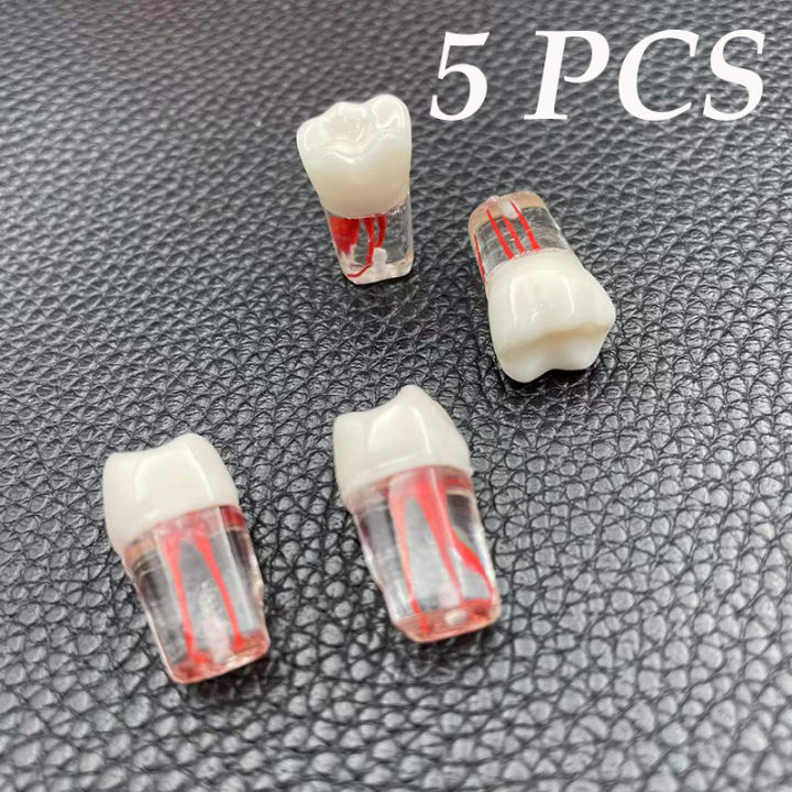 Dental exam practice oral root canal extracorporeal teeth, pulp opening ...