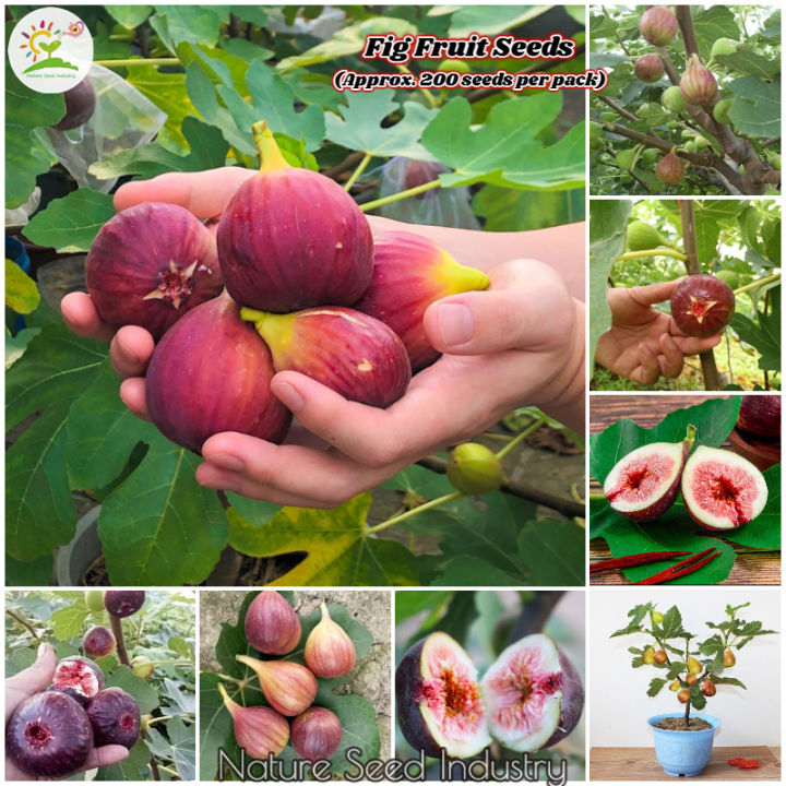 [Singapore Ready Stock] Rare Fig Seeds for Sale Tropical Fruit Seeds ...