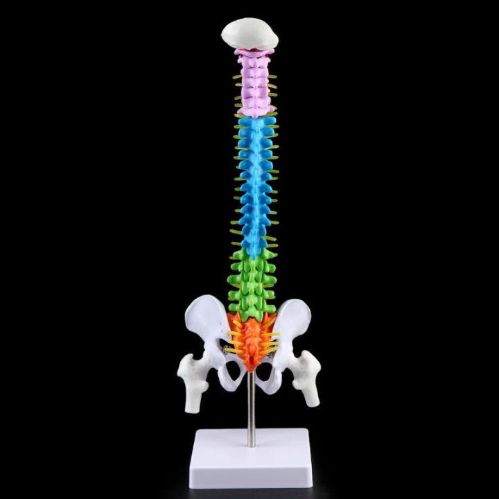 Colour Human Vertebral Column Pelvis Femur Spine Anatomical Model ...