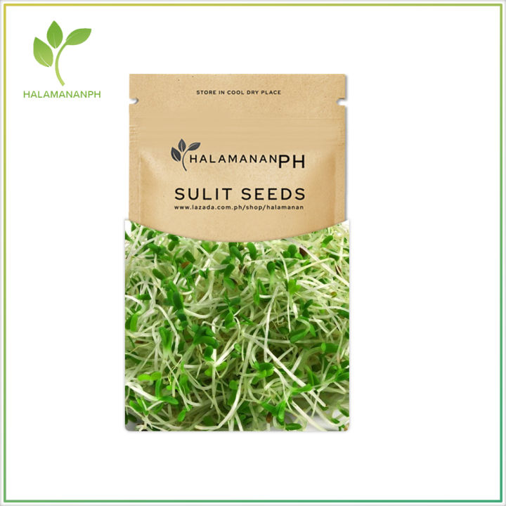 10,000 SEEDS ALFALFA SPROUT 20grams ( MICROGREENS) SUPER SULIT ...