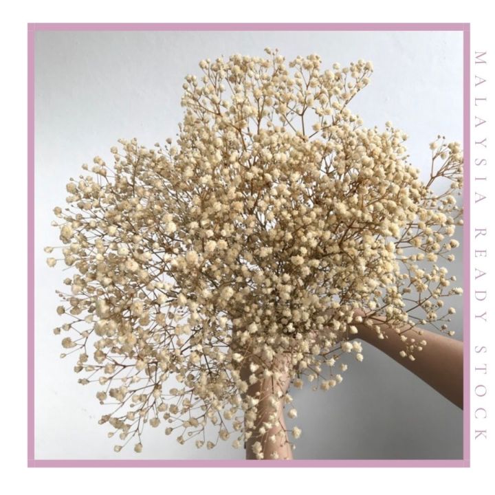 Local Ready Stock Gypsophila Baby Breath Flowers Bouquet | Lazada