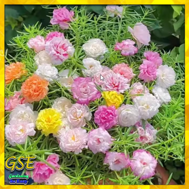 【Real Plant / Live Plant Cutting / Pokok Hidup】Randomly Pick Portulaca ...