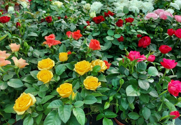 Assorted Local Rose Indoor House Home Potted Plant Variety of Colours ...