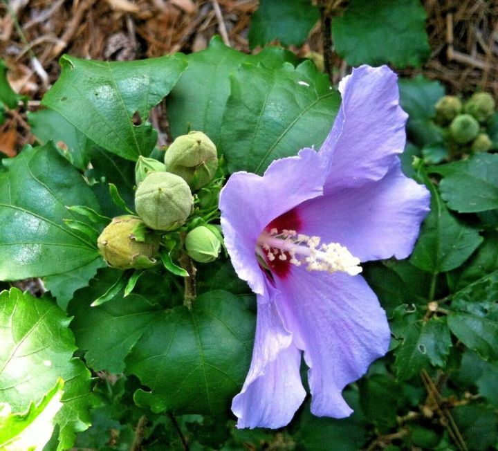 BLUE ANGEL ROSE OF SHARON SEED- Hibiscus syriacus 'Greba seeds | Lazada PH