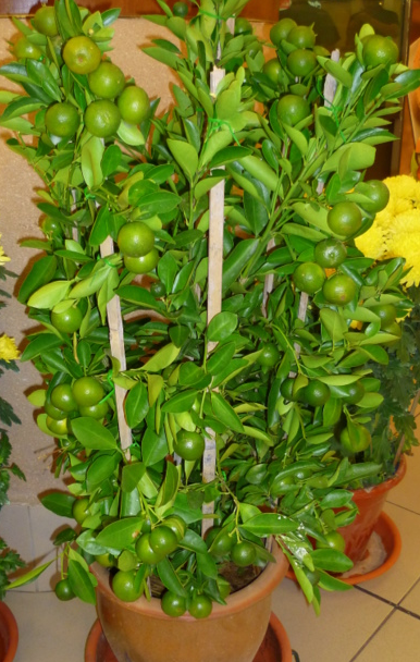 Benih limau kasturi dwarf /CALAMANSI PLANT SEED | Lazada