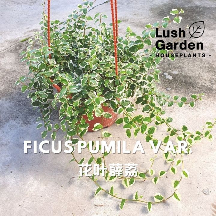 ♬Ficus Pumila Variegated Climbing Fig Creeping Fig 150mm Pot Hanging ...