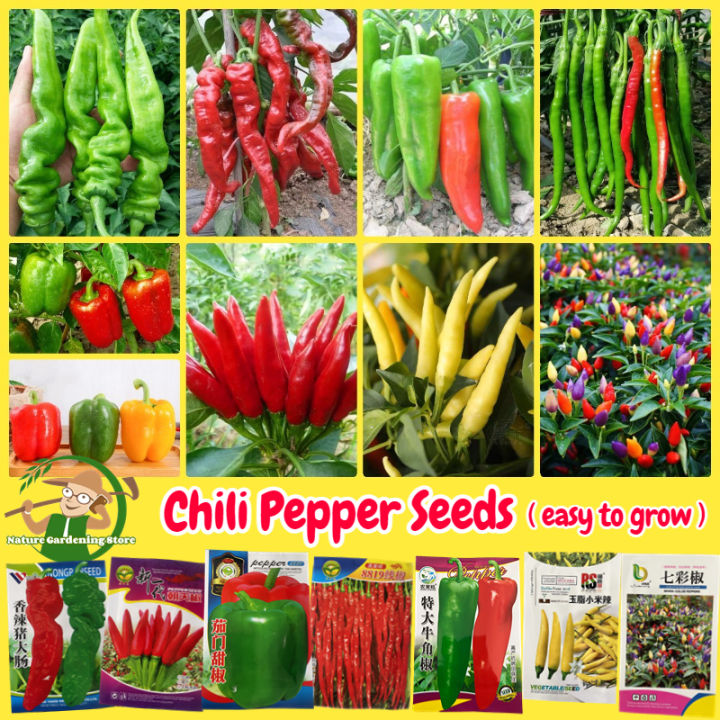 Fresh Organic Chili Pepper Seeds for Planting - High Yield Siling ...
