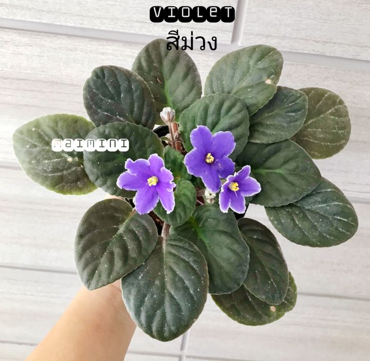 แอฟริกันไวโอเล็ต สีม่วง-แดงไวน์-ขาวอมชมพู ไม้ดอกประดับนำเข้าสีสวย ...