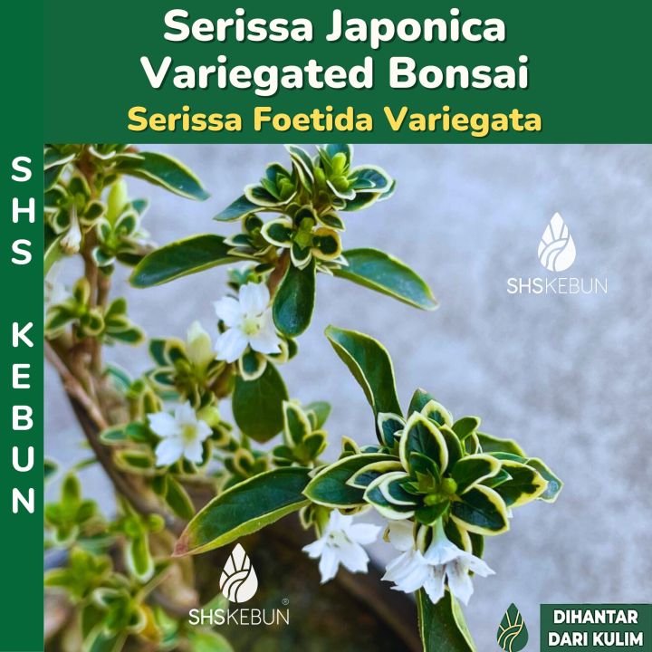 Serissa Japonica Variegated Bonsai Snowleaves Snow rose Indoor Outdoor ...