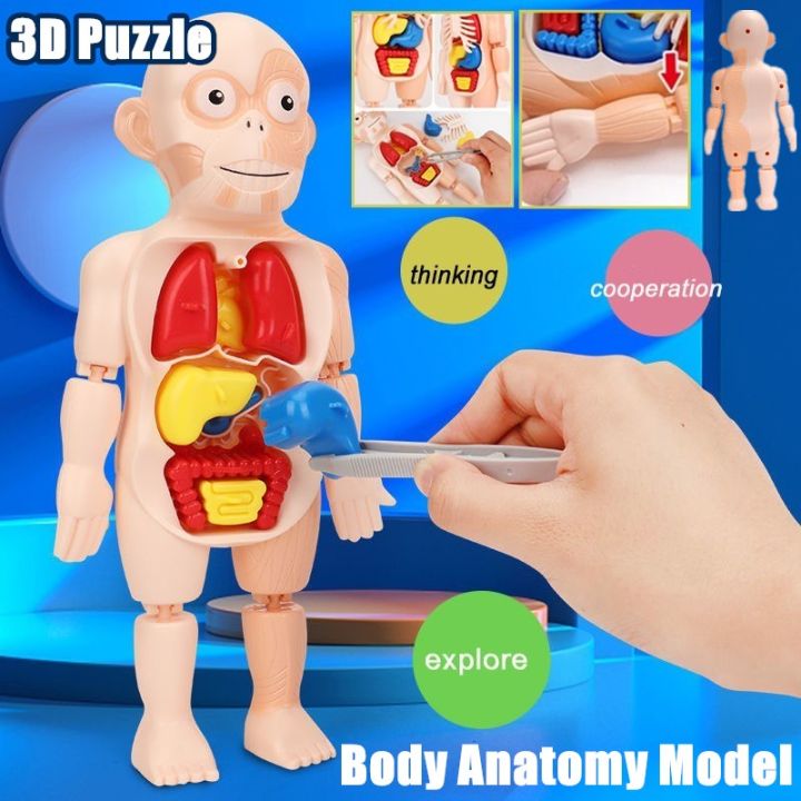 3D Puzzle Human Body Anatomy Model Kids Educational Learning Organ ...