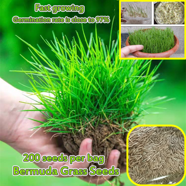 [Fast Germination] 200 Seeds Lawn Seeds Green Grass Seeds for Planting ...