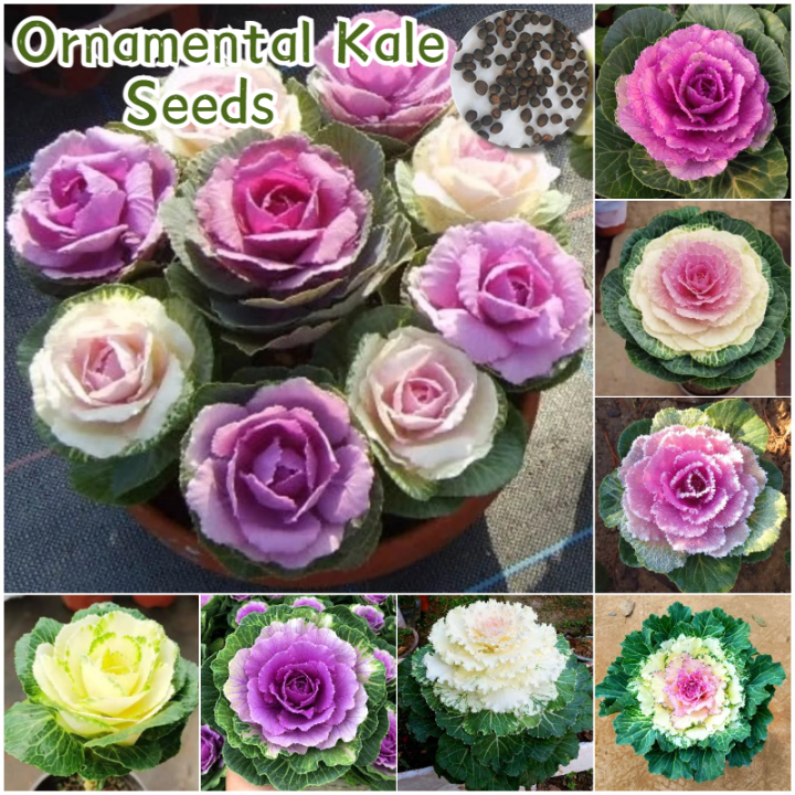 [100% Original] Potted Ornamental Kale Seeds Gardening Flower Seeds for ...