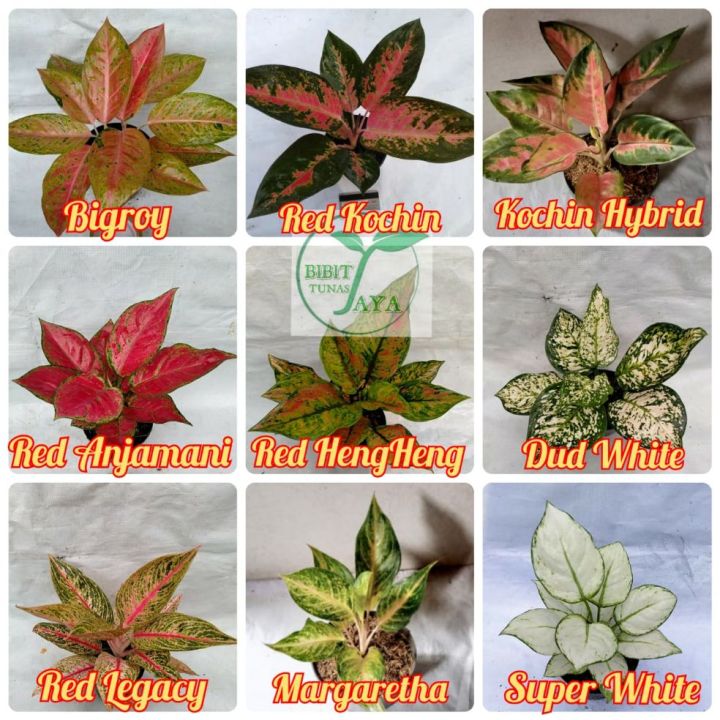 tanaman bunga aglaonema aglonema paket 9 batang | Lazada Indonesia