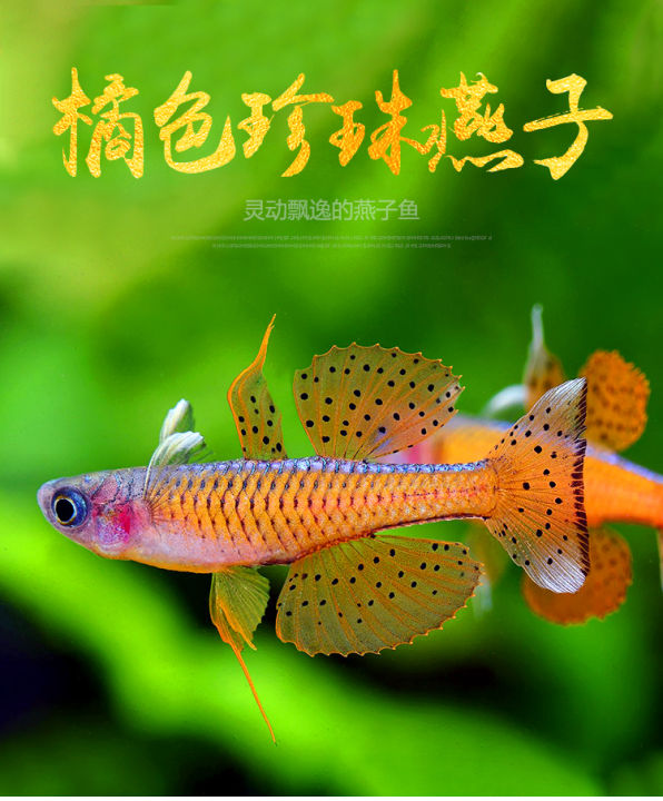 Aquarium Pet ~ Blue Eye Red Neon Rainbowfish ~ RARE & Vibrant colored ...