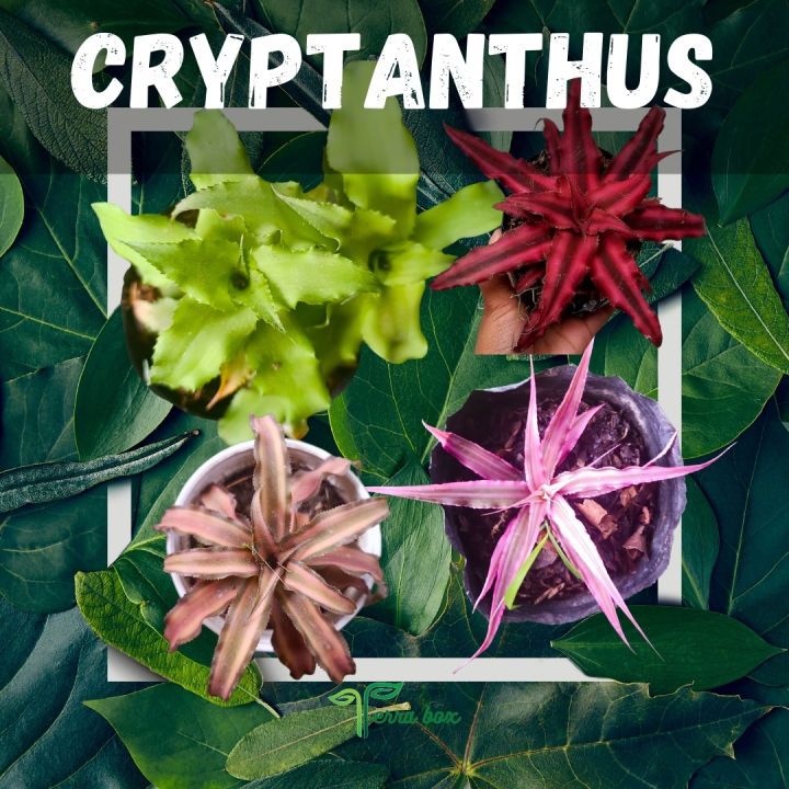 CRYPTANTHUS FOR GARDEN AND TERRARIUM | Lazada PH