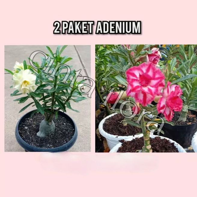 tanaman hias adenium 2 paket tanaman Kamboja Jepang tanaman hias ...