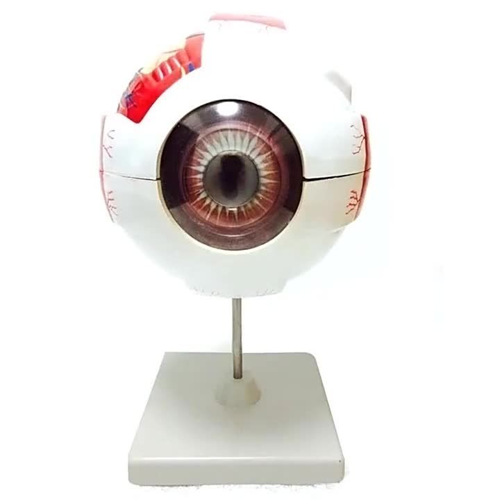 Human Eyeball Model Anatomy Magnified 6 Times Eye Model Anatomical Eye ...