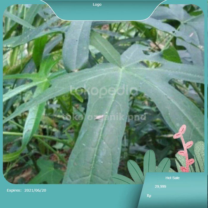 daun gedi,daun sampe Dedi, pepaya Jepang segar obat herbal per 100gram ...