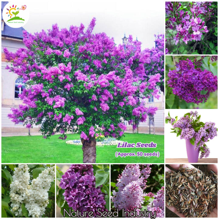 [High Germination] Rare Lilac Seeds for Planting (50pcs seeds/pack ...