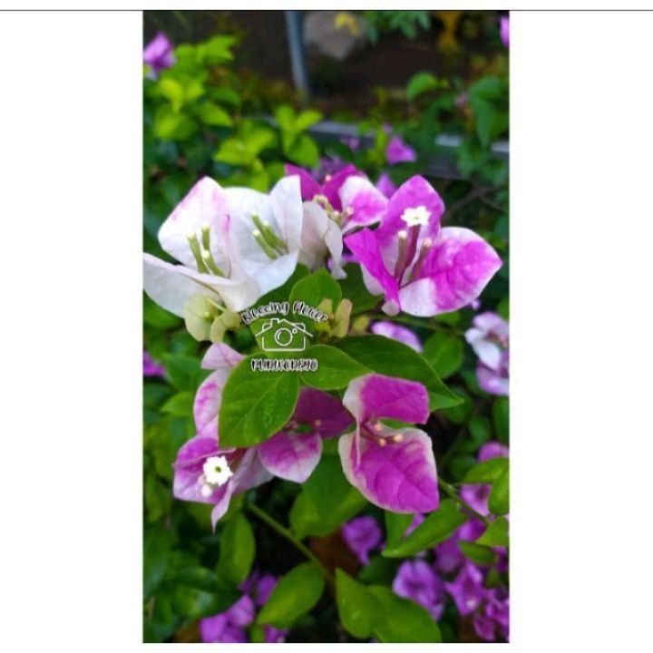 PROMO..!!tanaman hias pohon bunga Bougenville ungu putih/bugenvile ...