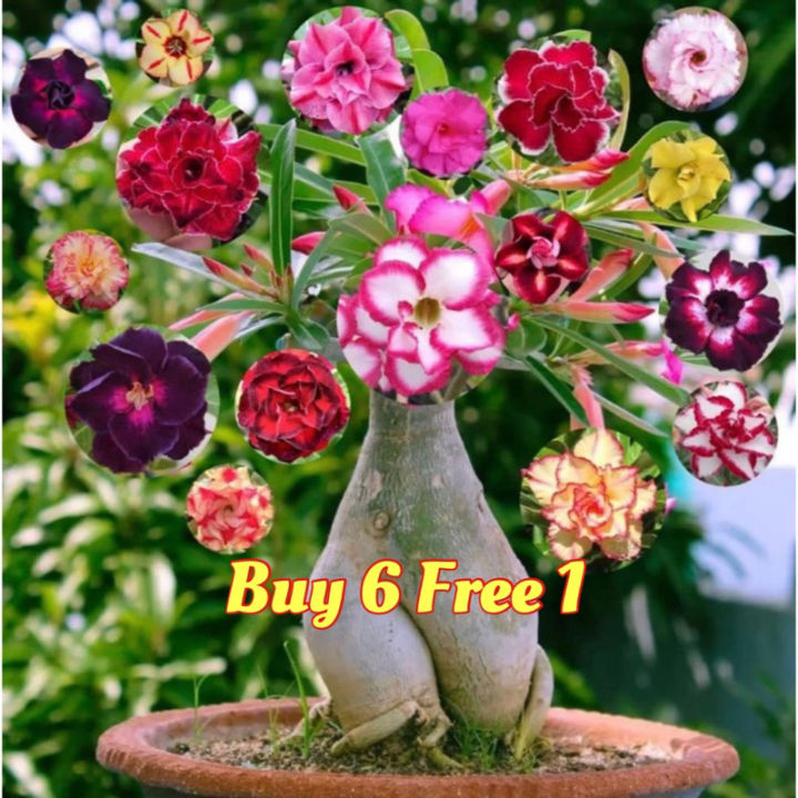 Pokok Bunga Kemboja Thai Adenium Thai Real Live Plant | Lazada
