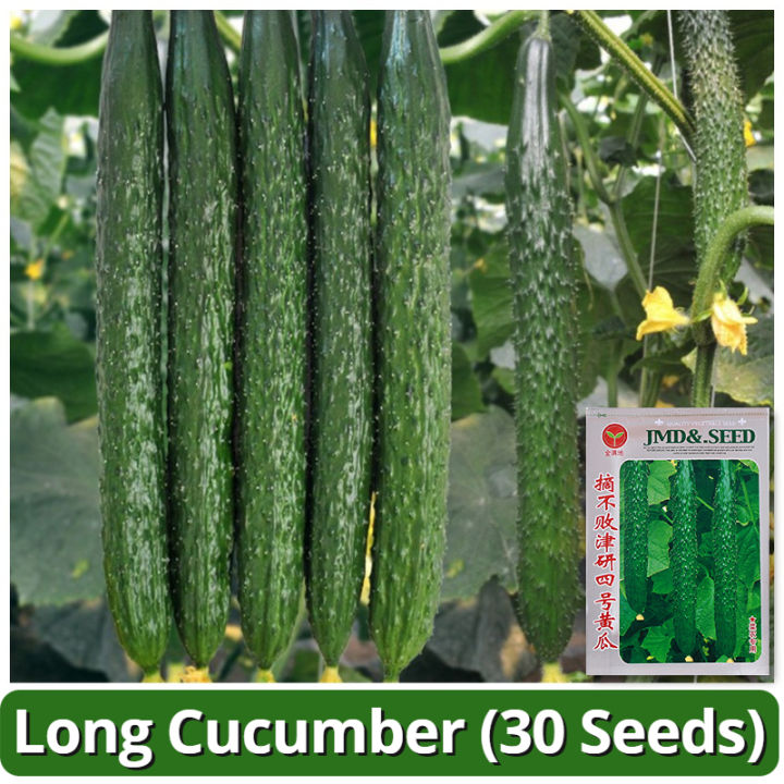 High Yield Long Cucumber Seeds (30 Seeds) Green Cucumber Seeds for ...