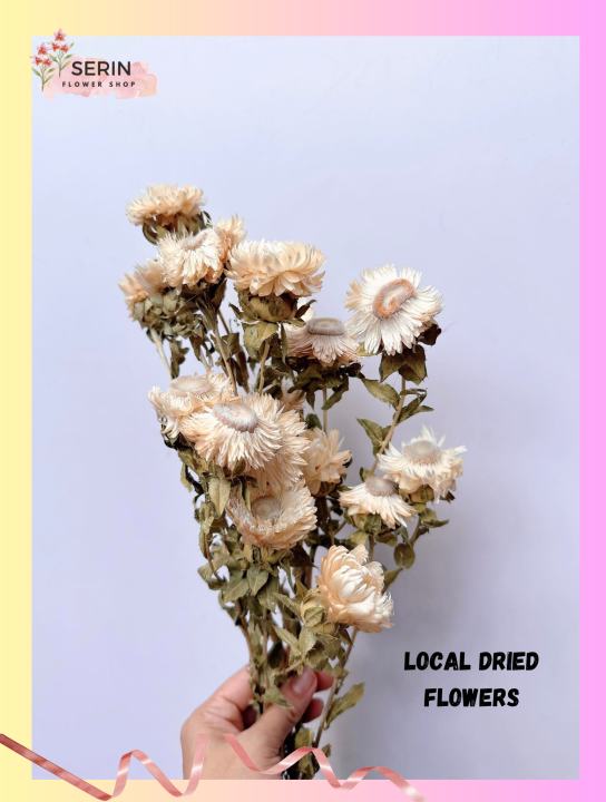 Everlasting flower / straw flower/ dried flower / preserved flowers ...