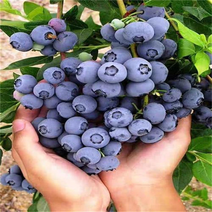 Organic fruit horticultural seeds, blueberry tree seeds, indoor and ...