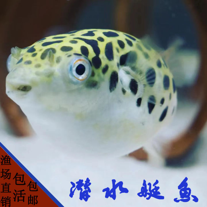 Small puffer fish submarine fish angry fish chocolate golden doll ...