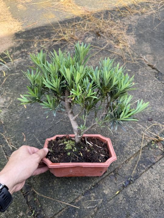 Podocarpus Hokidachi Bonsai - Exotic and Rare Looking Bonsai Tree Plant ...