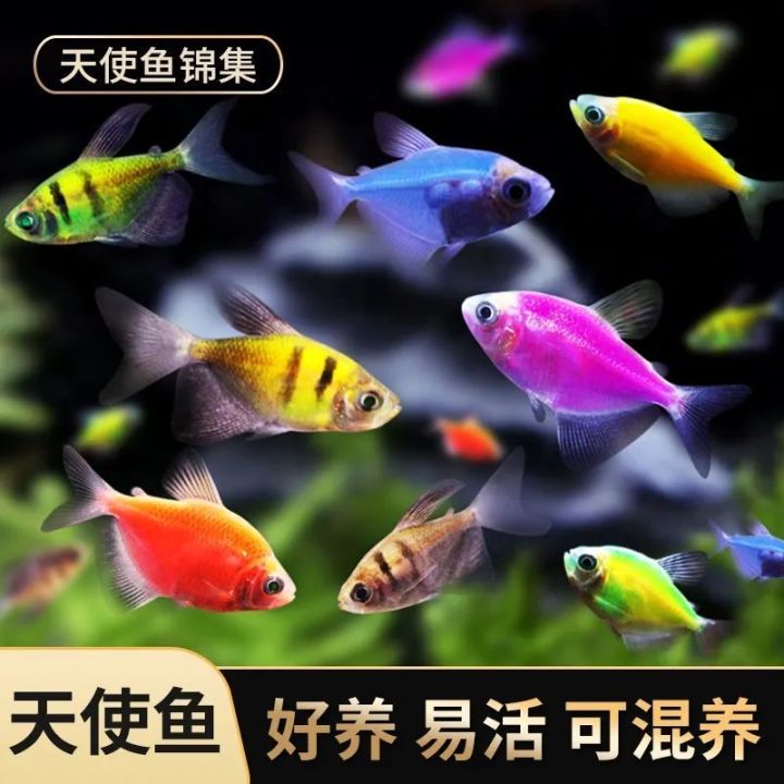 Angel fish, ornamental fish, large freshwater tropical fish, small fish ...