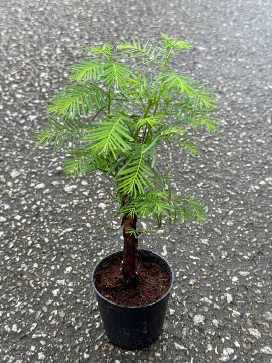 Dawn Redwood - Beautiful and Elegant Fuss Free House Plant | Lazada ...