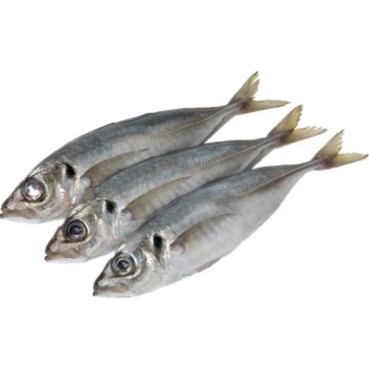 Galunggong 1kg | Lazada PH