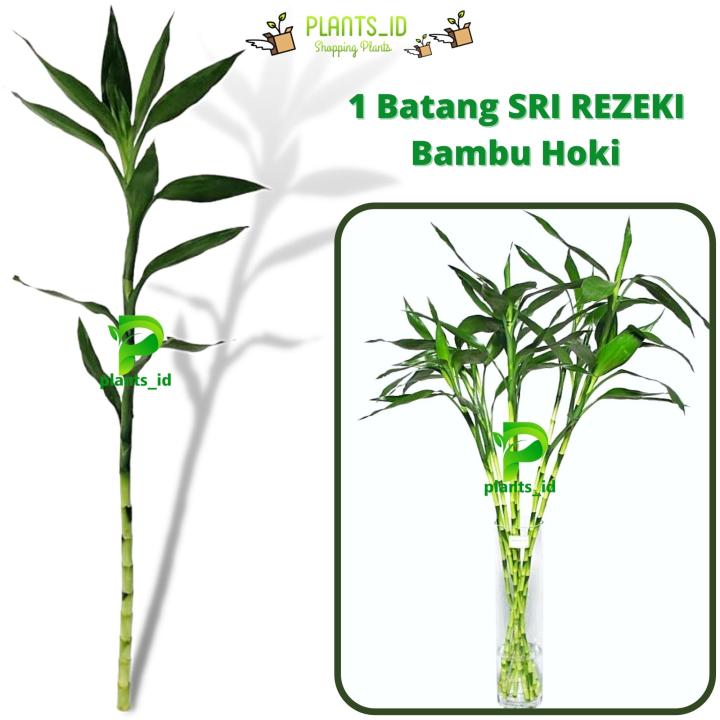 Tanaman Hias Lucky Bamboo Bambu Hoki Sri Rezeki 5 Pohon | Lazada Indonesia