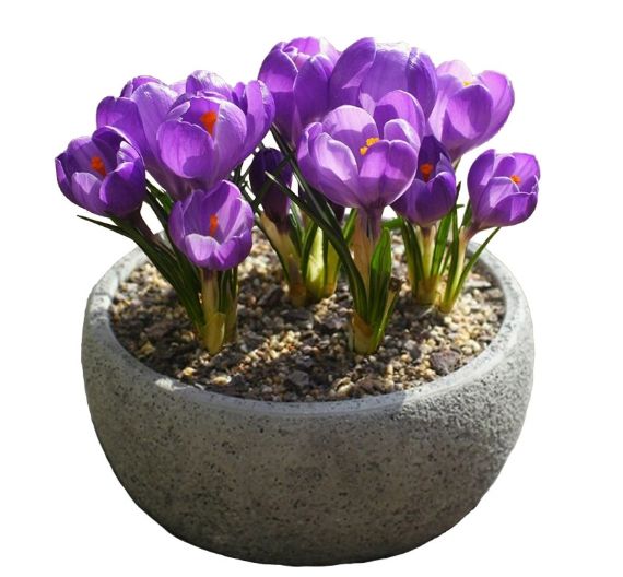 Saffron seed bulb flower plant seedling saffron bulb flower pot seed ...