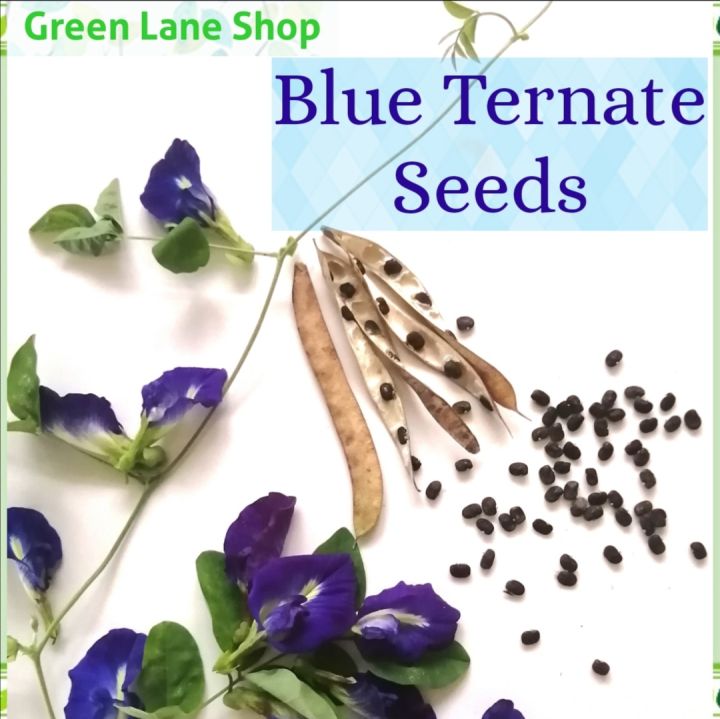 Blue Ternate Seeds (25 seeds)/Blue Butterfly Pea Flower Seeds | Lazada PH