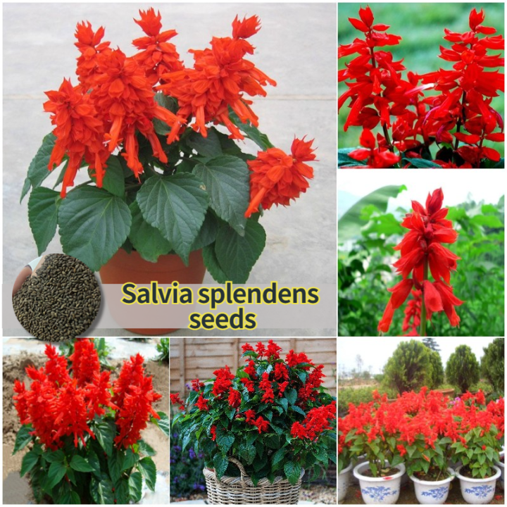 [Easy to grow in Philippines] Salvia Dwarf Scarlet Seeds Flower Seeds ...