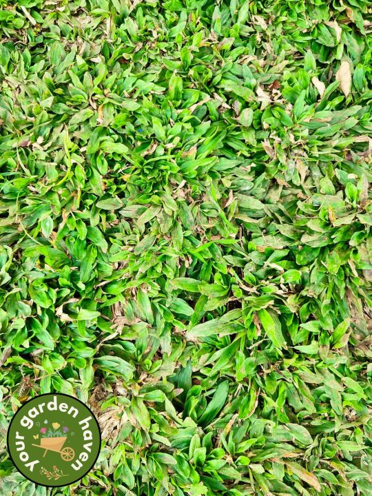 Frog Grass Live Plant (1 square foot) Best for Landscaping | Lazada PH