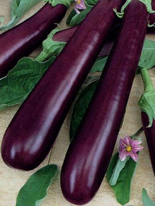 TALONG SEED`S HYBRID (LONG PURPLE EGGPLANT) VARIETY | Lazada PH