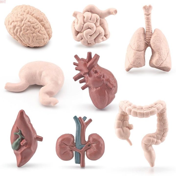 Human Torso Body Organ Miniature Anatomy Organs Model Education ...